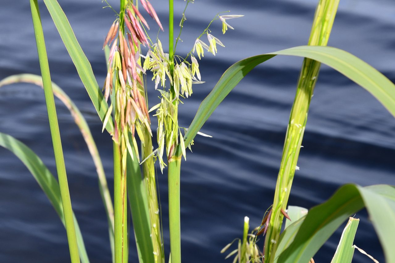 Growing Wild Rice – Floating Leaf Fine Foods